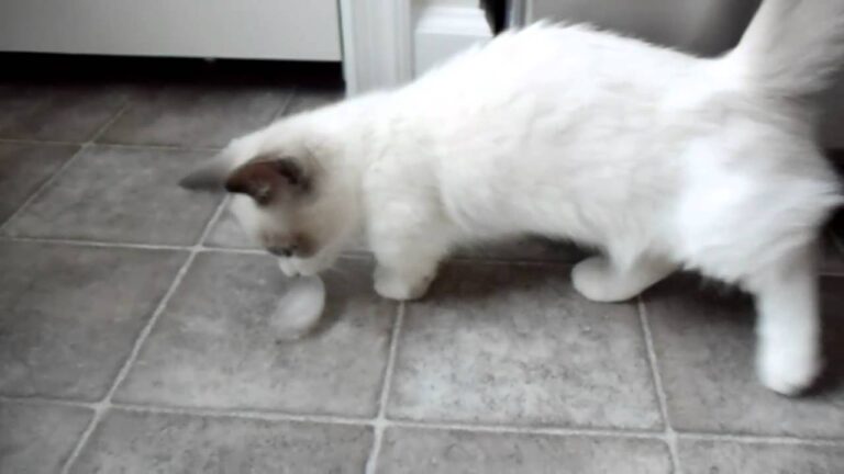 Owning a Munchkin Ragdoll Cat: Everything You Need To Know - Kitty Devotees Owning a Munchkin Ragdoll Cat: Everything You Need To Know - Kitty Devotees